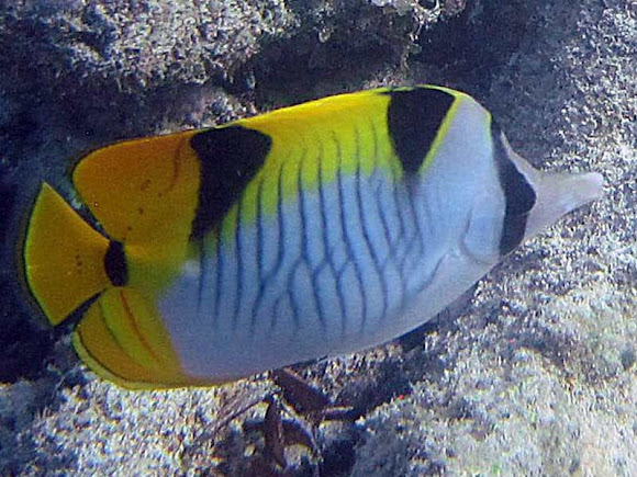 Blackwedged Butterflyfish | Project Noah