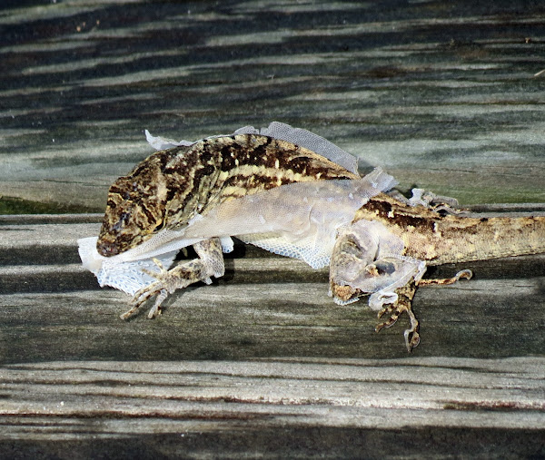 Cuban brown anole | Project Noah
