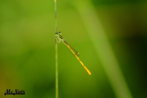 Citrine Forktail Dragonfly (male) | Project Noah