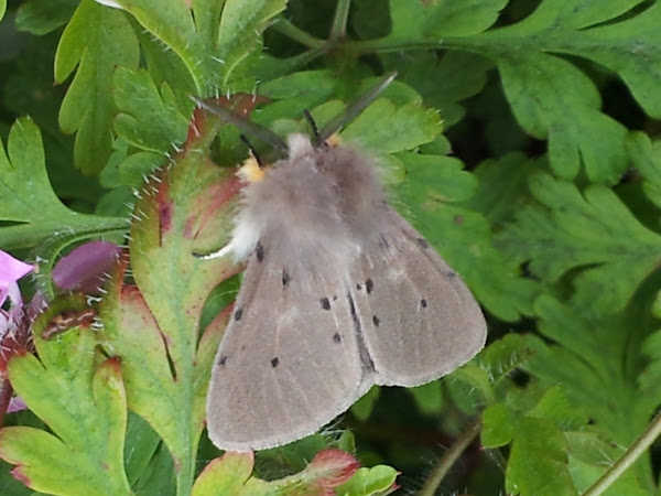 Muslin Moth | Project Noah