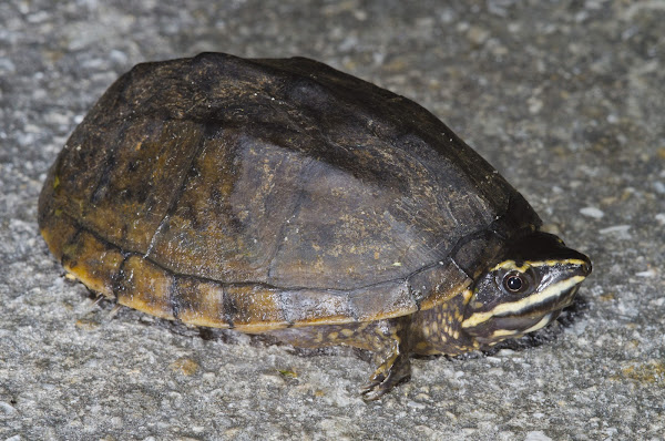 Eastern musk turtle | Project Noah