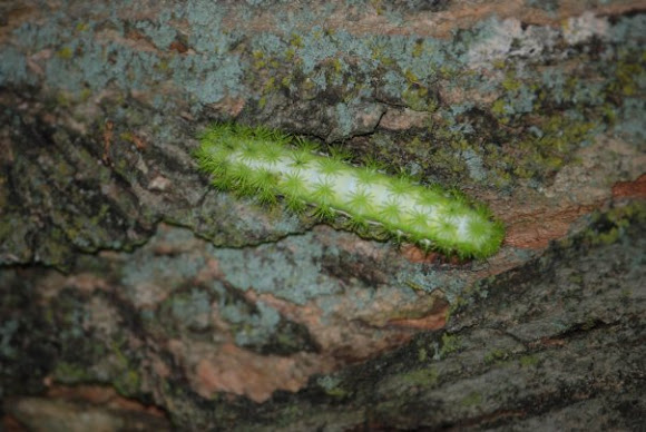 Lo Moth | Project Noah