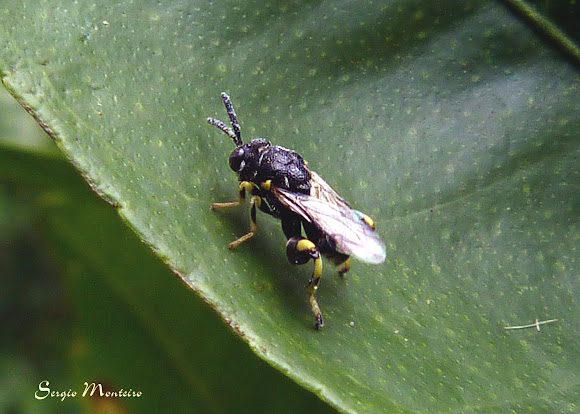 Chalcidid wasp | Project Noah