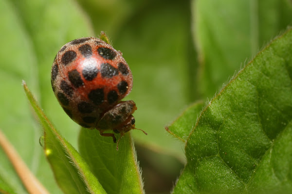 Twenty eight spot ladybird | Project Noah