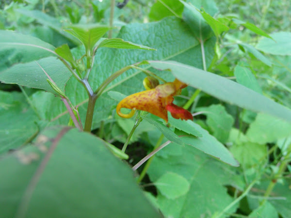 Jewelweed or Touch-me-not | Project Noah