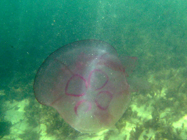 Moon Jelly | Project Noah