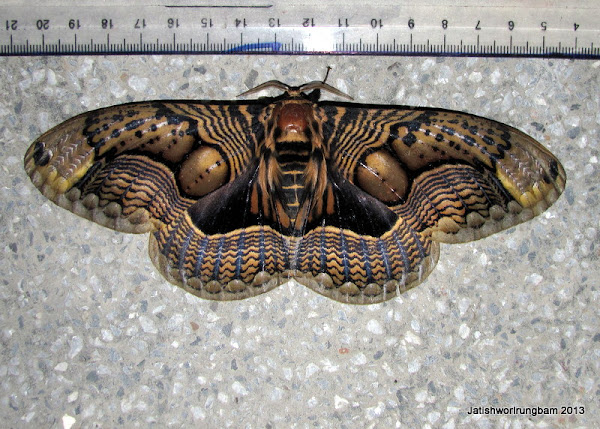 Brahmin moths (Family: Brahmaeidae) | Project Noah