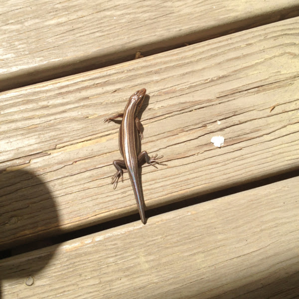 Broad-headed Skink | Project Noah