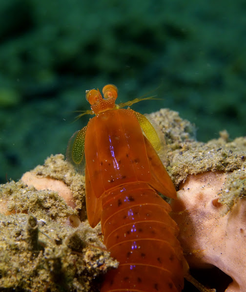 Golden Mantis Shrimp | Project Noah