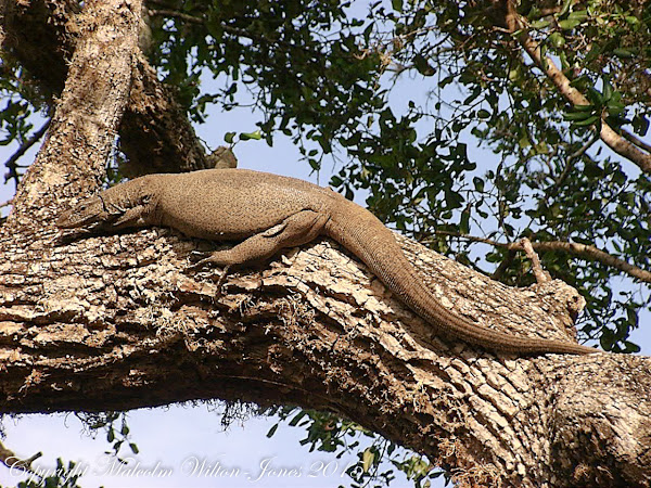 Land Monitor | Project Noah