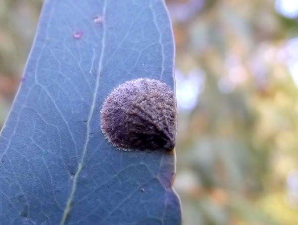 Scale insect (Lerp # 16) | Project Noah