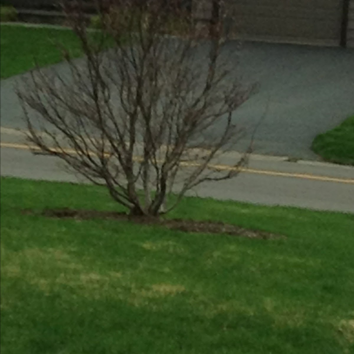Japanese Maple | Project Noah