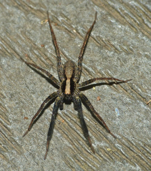 Brush-legged spider | Project Noah