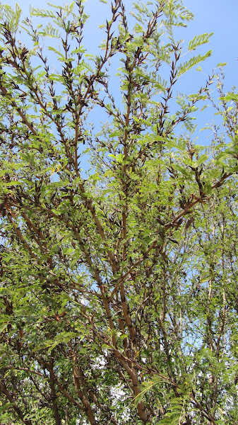 Bullhorn Acacia | Project Noah