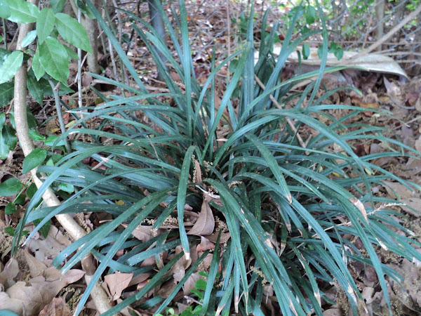 Monkey Grass | Project Noah