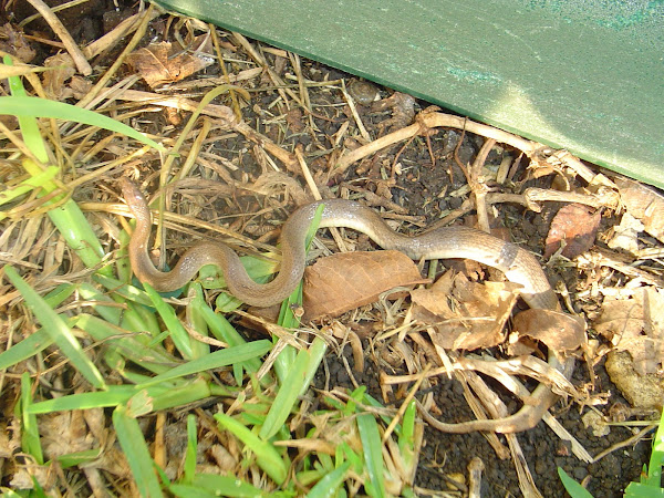 Rough Earth Snake | Project Noah