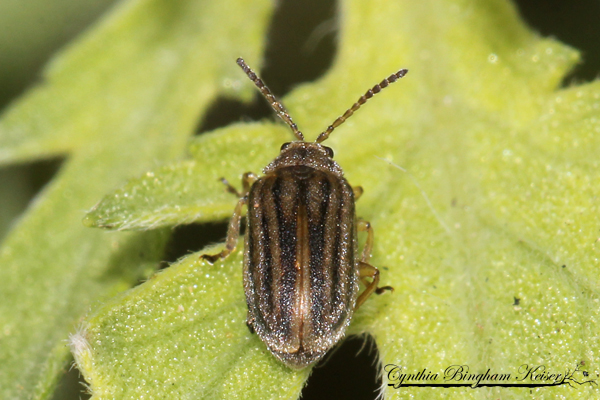 Skeletonizing Leaf Beetle | Project Noah