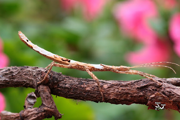 Guadeloupe Stick Insect | Project Noah