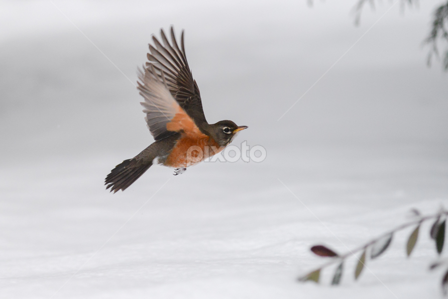 Robin In Flight