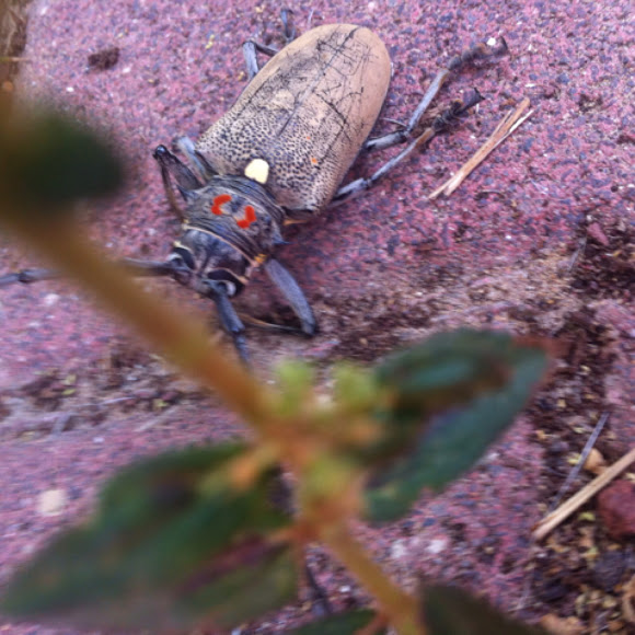 Mango Stem Borer | Project Noah