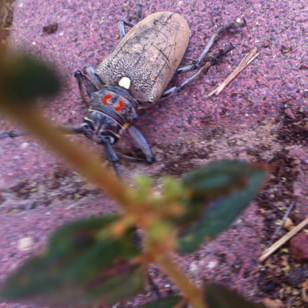 Mango Stem Borer | Project Noah