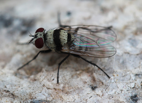 Zebra fly | Project Noah