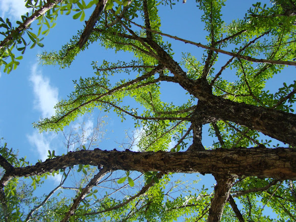 Morro tree | Project Noah