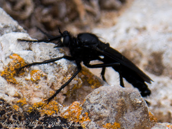 Black Robber Fly | Project Noah