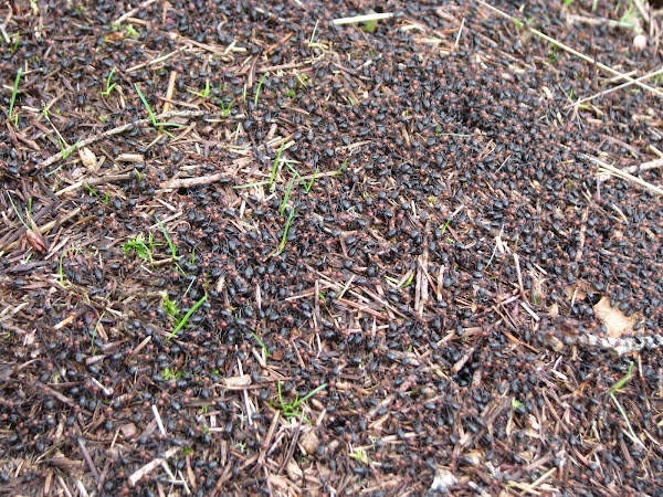 western thatching ant | Project Noah