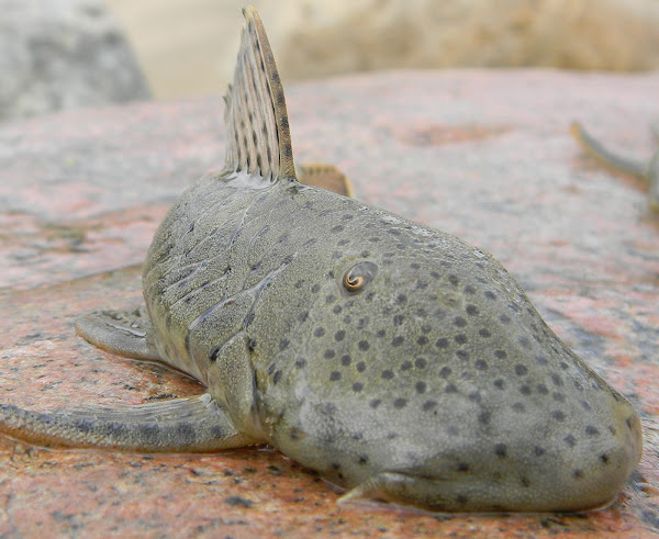 cucha pintada - bristlemouth - armored catfish | Project Noah