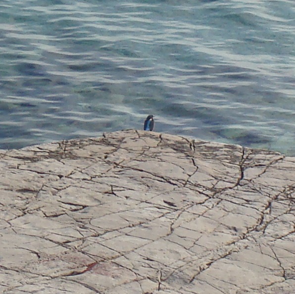 Eurasian Kingfisher | Project Noah