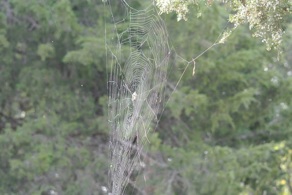 Furrow Orb Weaver Spider Web | Project Noah