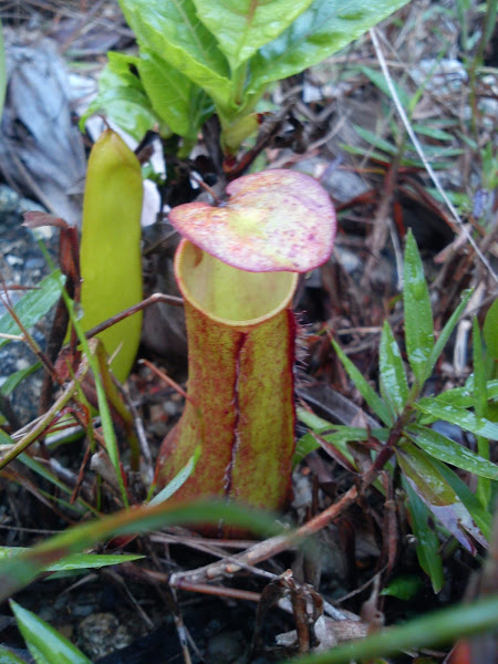 Pitcher Plant | Project Noah