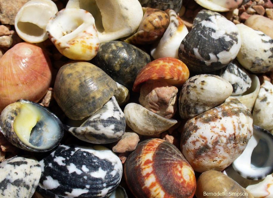 Slipper Winkle Shells | Project Noah