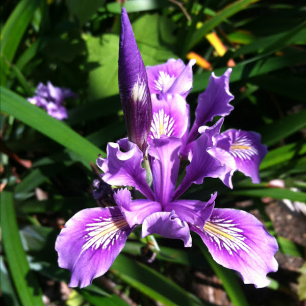 Douglas iris | Project Noah