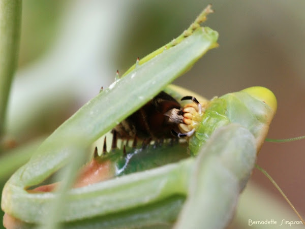 Mantis with Prey (bee) | Project Noah