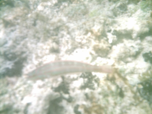 Slippery Dick Wrasse | Project Noah