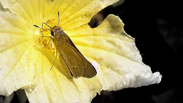 Common Grass Dart | Project Noah
