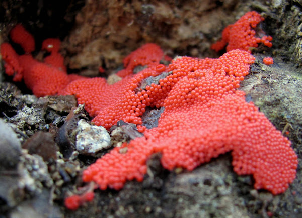 Slime mold | Project Noah
