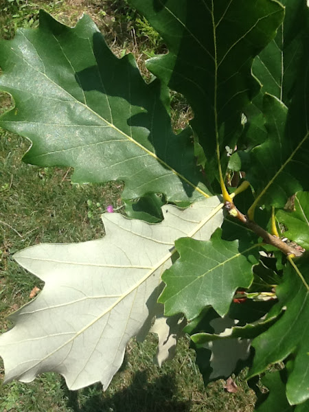 Swamp White Oak | Project Noah