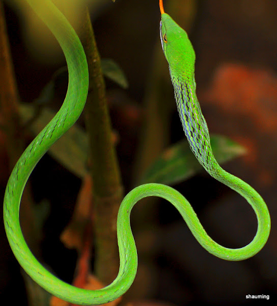 Green Vine Snake | Project Noah