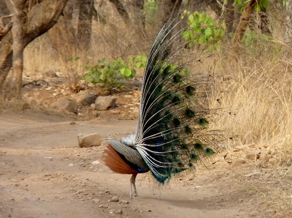 Indian Peafowl | Project Noah