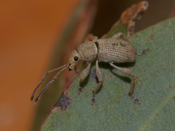 Bud weevil | Project Noah