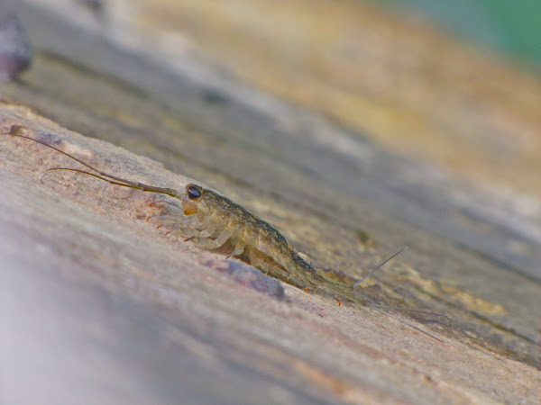 Wharf Roach | Project Noah