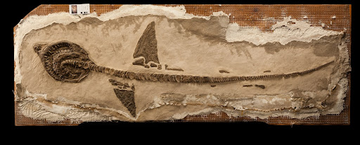 Modern-type crow shark — Google Arts & Culture