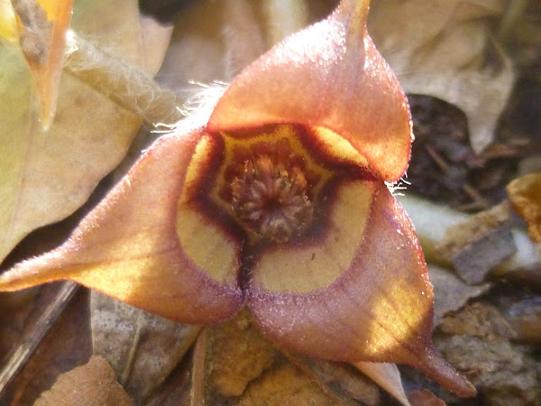 Wild Ginger | Project Noah