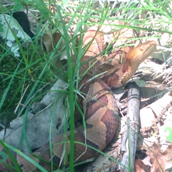 Copperhead | Project Noah