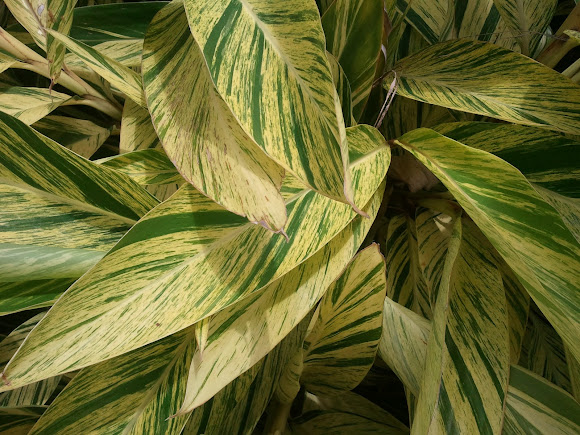 Verigated ginger | Project Noah