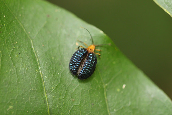 Net-winged Beetle | Project Noah