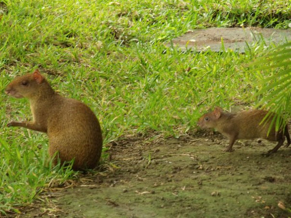 Agutí negro, Mexican Agouti | Project Noah